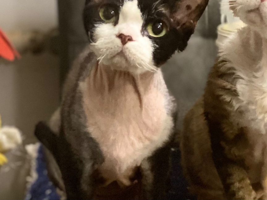 Девон-рекс девочка, 1 год