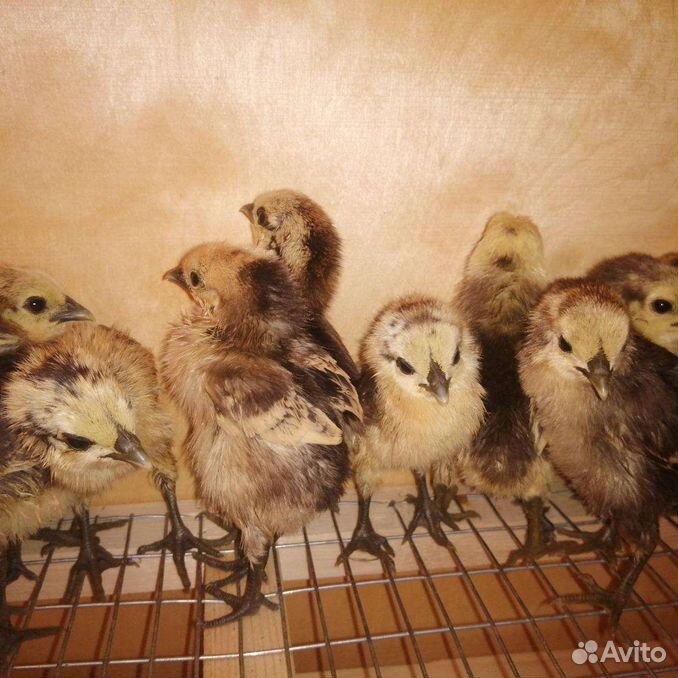 Цыплята лакеданзи