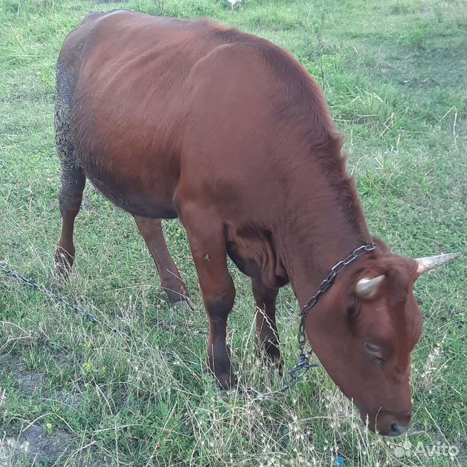 Телка 1.5 года