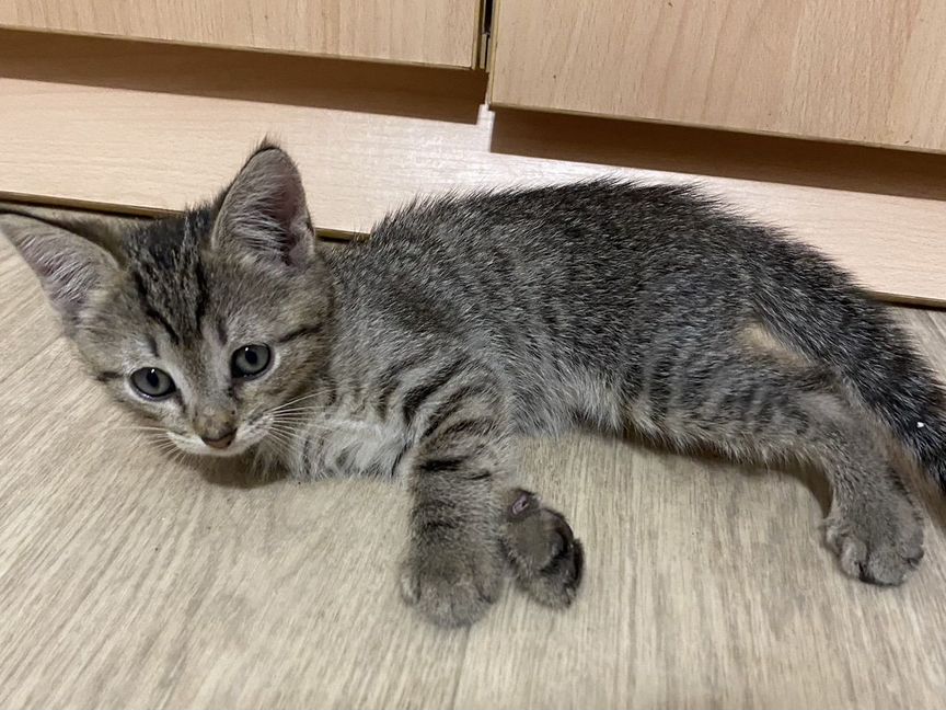 Котята в добрые руки мальчики бесплатно