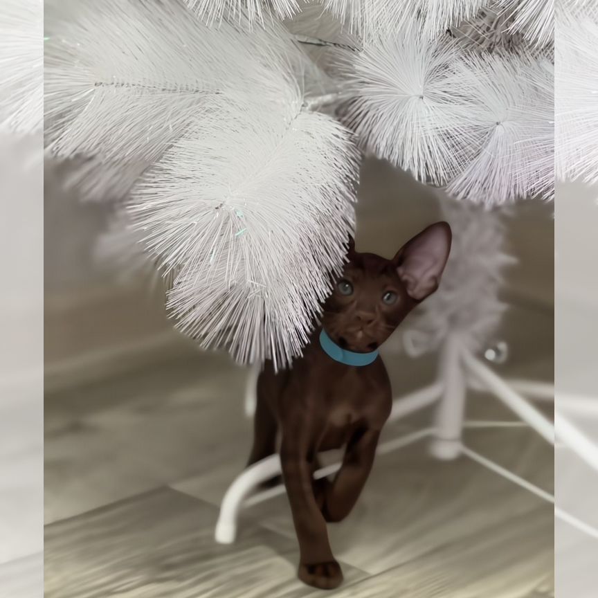 Ориентальный котёнок