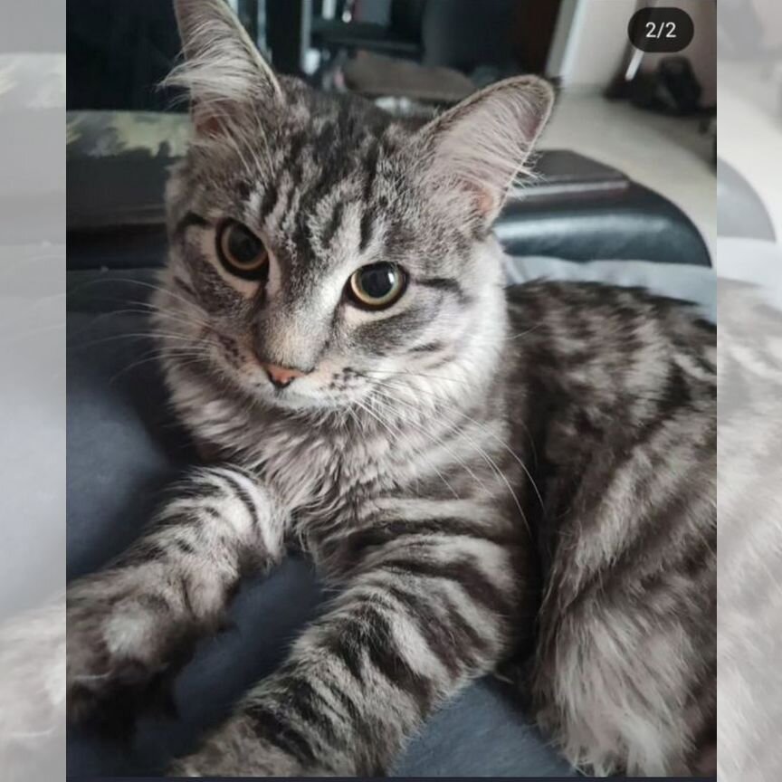 Отдам в добрые руки ласкового, доброго кота