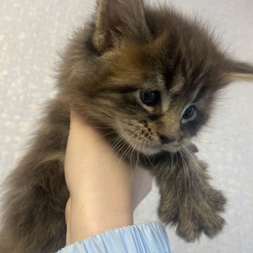 Мейн-кун котёнок