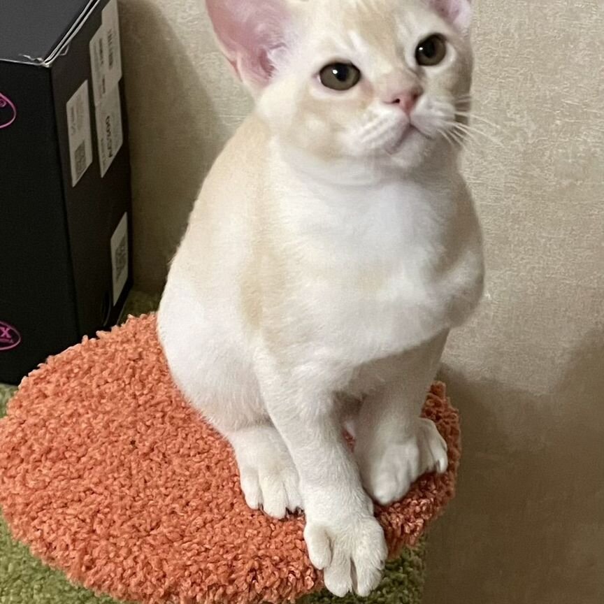 Бурманские котята