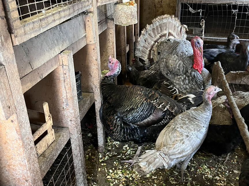 Индюки на племя на сезон 2023-2024