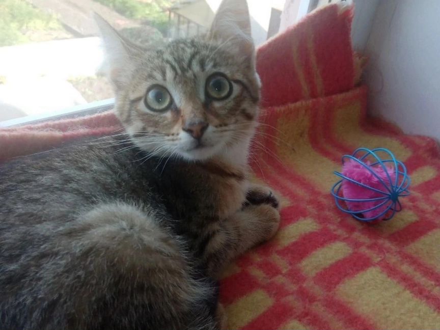 Барсик ищет дом