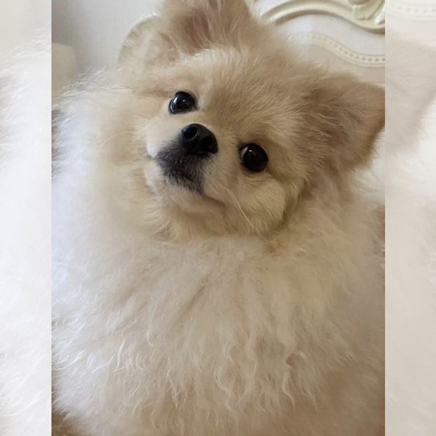 Померанский шпиц