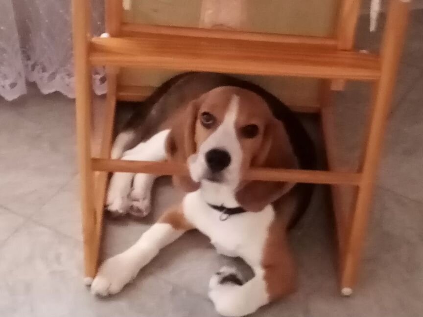 Щенки бигль