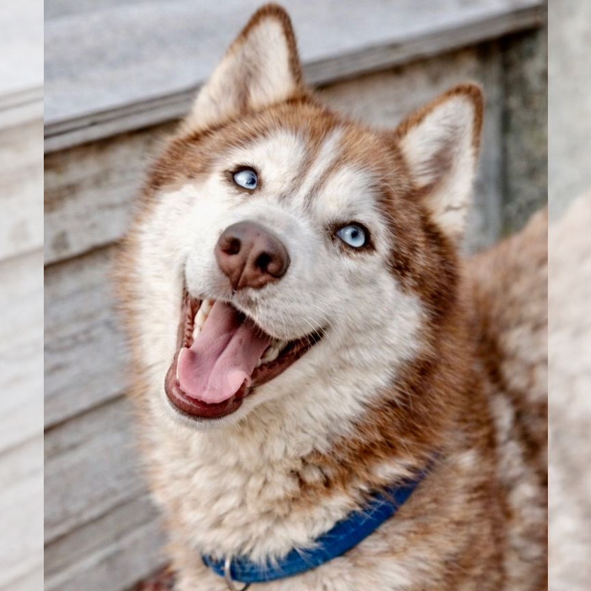 Сибирский хаски, взрослый пёс
