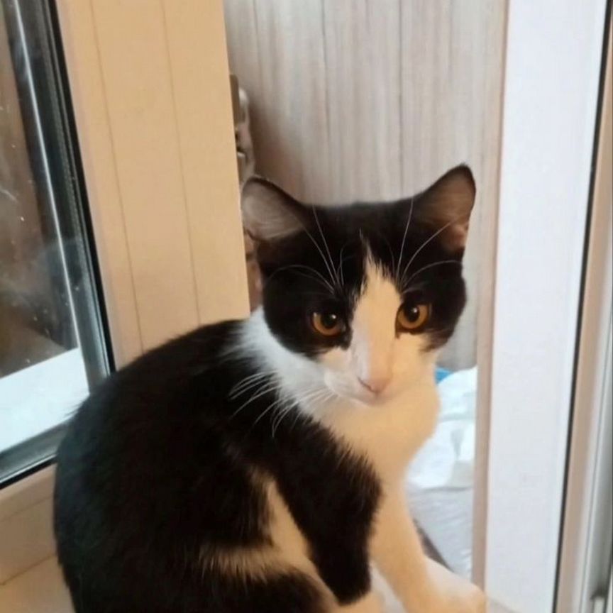 Кошечка Тайра