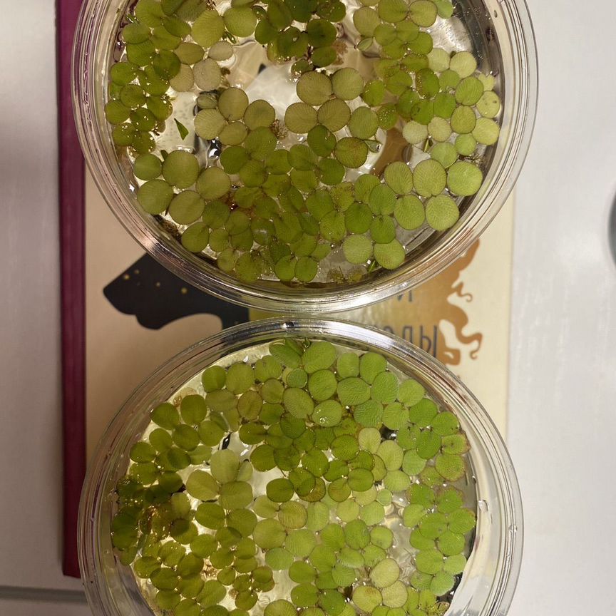 Верхоплавка