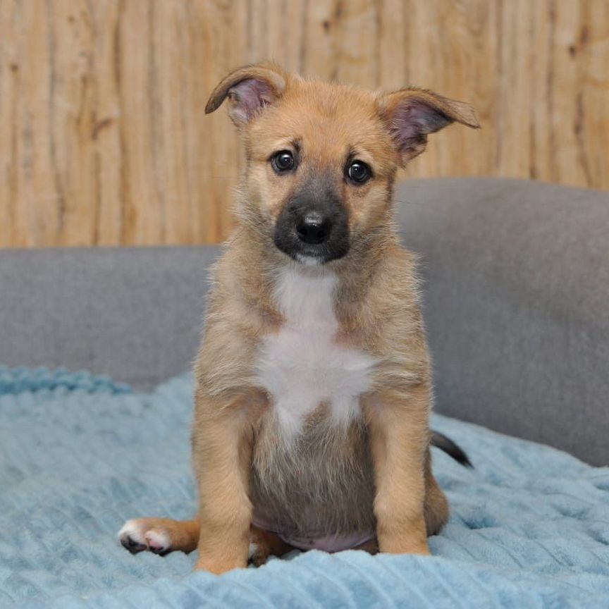 Щенки в добрые руки