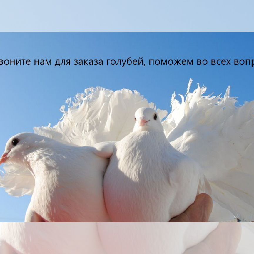 Белые голуби (свадебные) для мероприятий