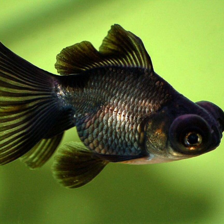 Чёрный телескоп