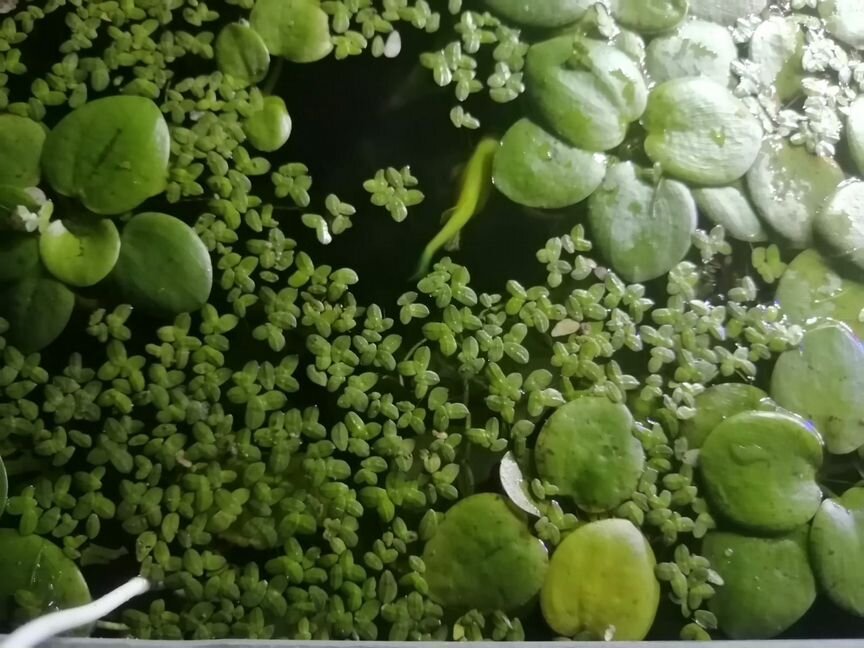 Ряска и лимнобиум