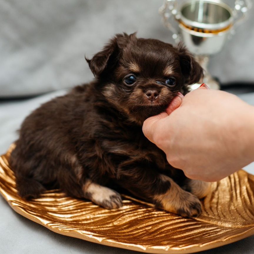 Чихуахуа, щенок