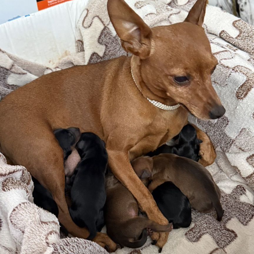 Цвергпинчер, щенок