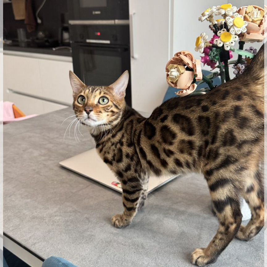 Британский короткошёрстный котёнок