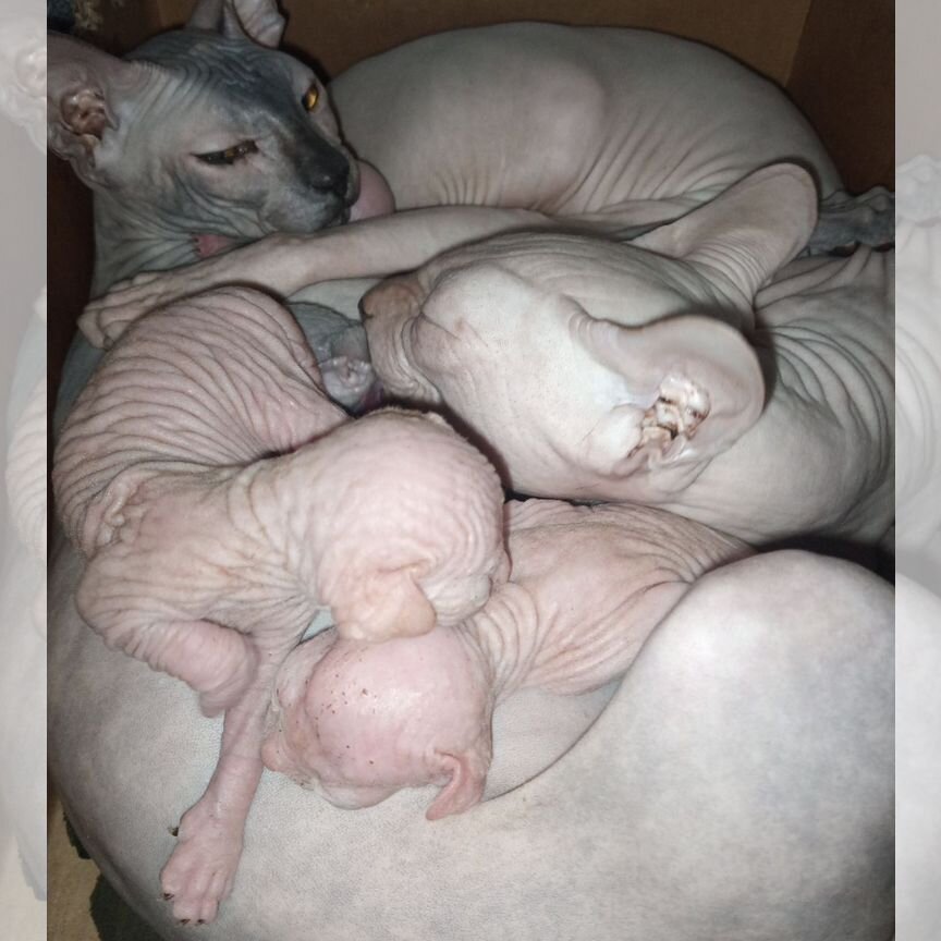 Канадский сфинкс котёнок