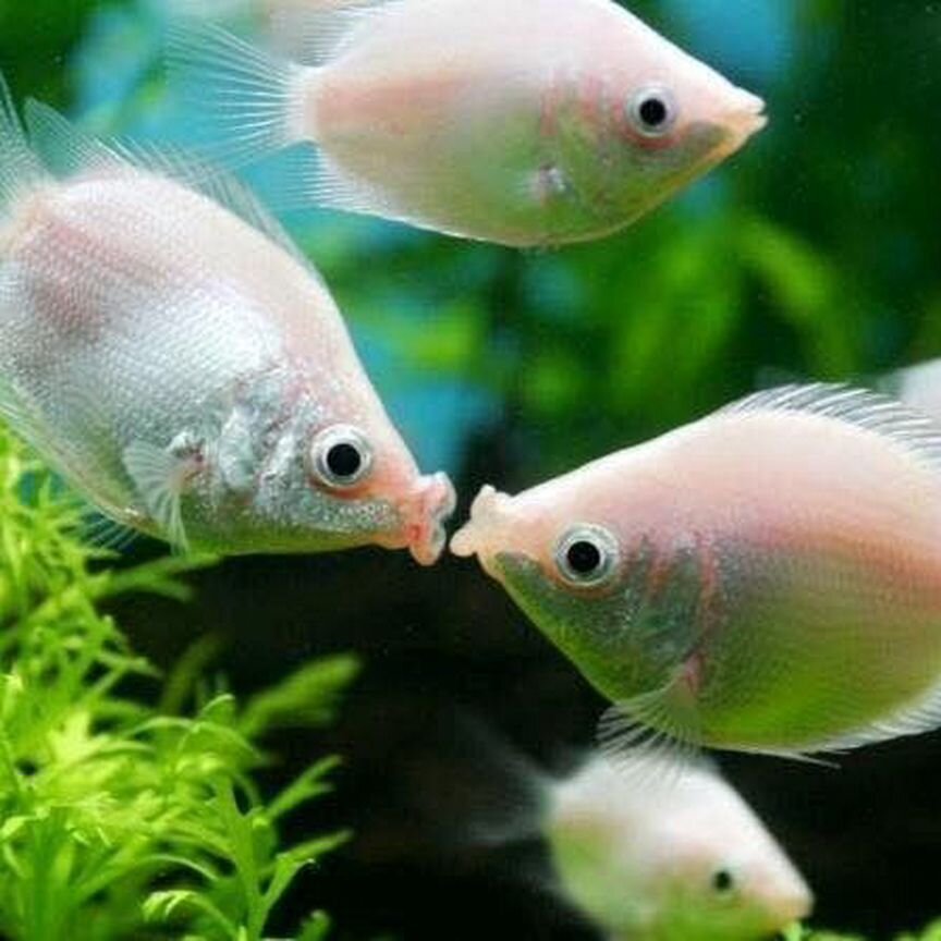 Гурами целующийся