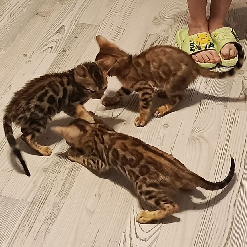 Бенгальские детки