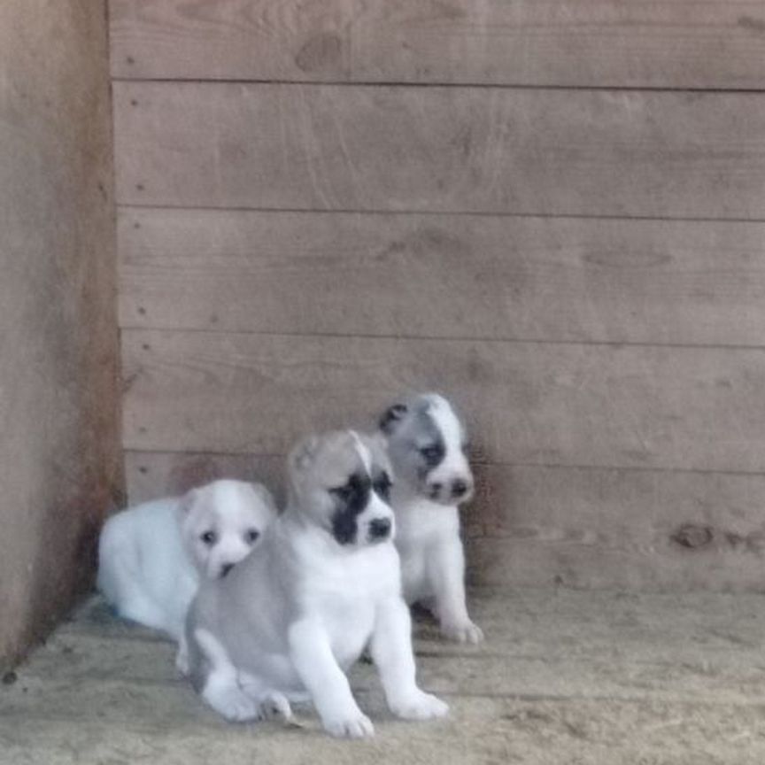 Щенки сао (Алабай)