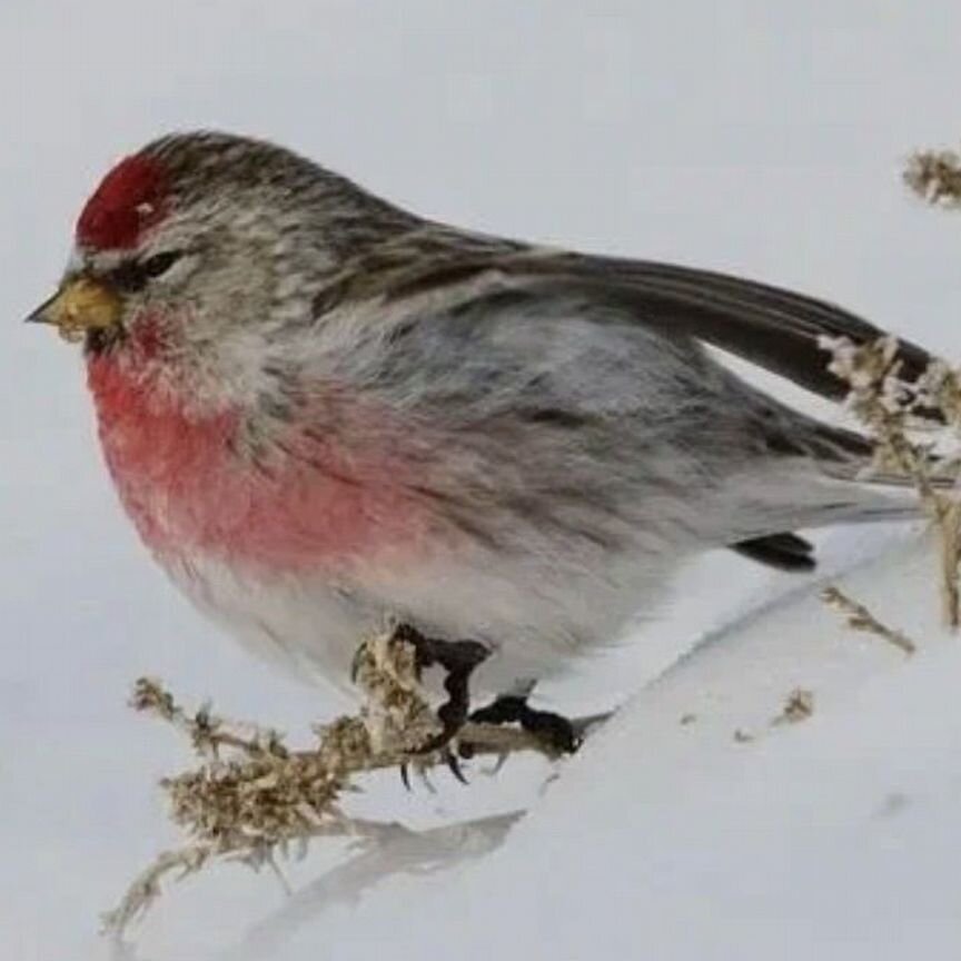 Лесные птицы щеглы чечетки