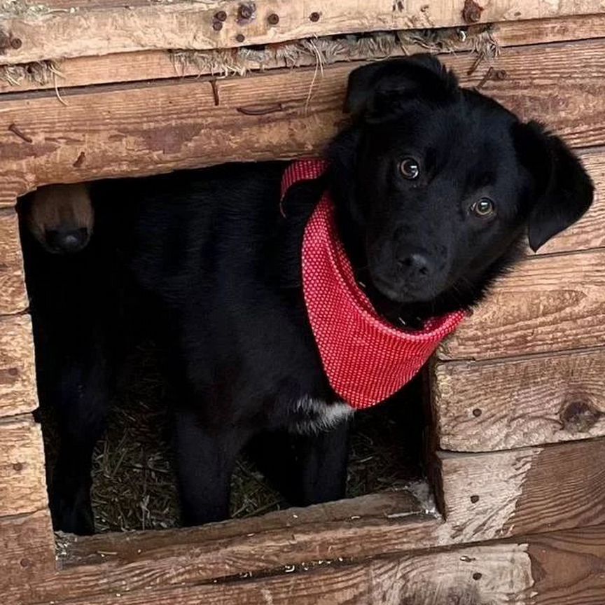 Щенок в добрые руки