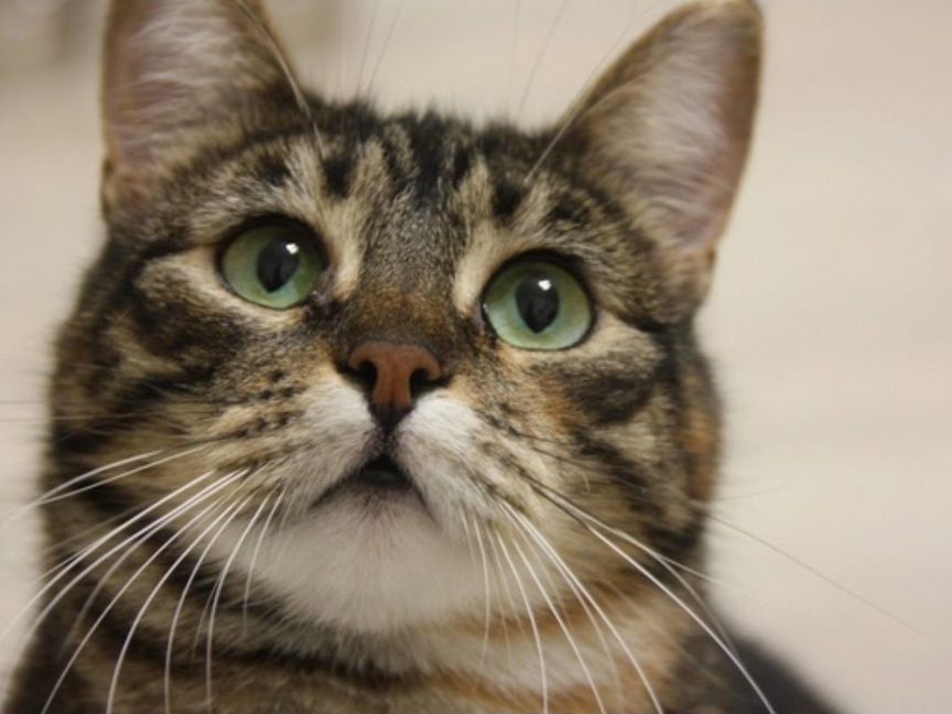 Кошка Марго