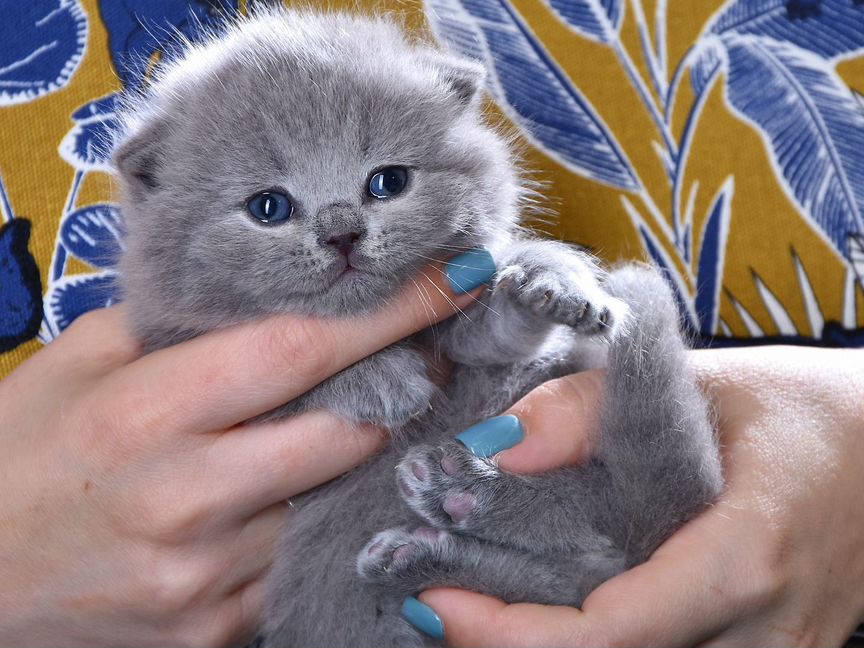 Британские котята