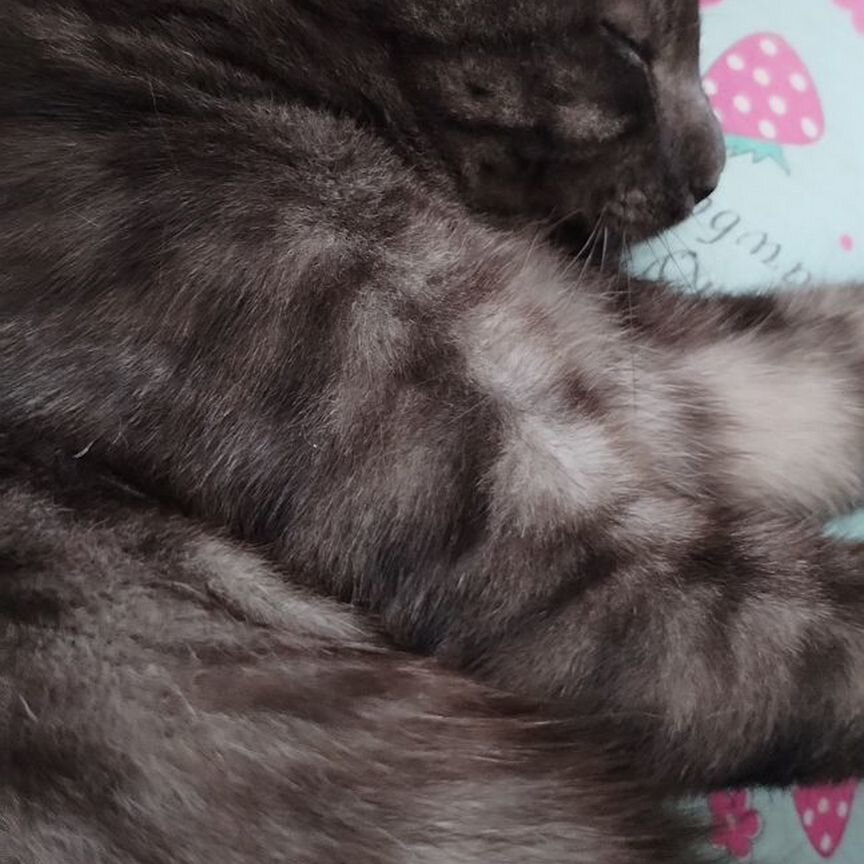 Отдам в добрые, ответственные руки котика