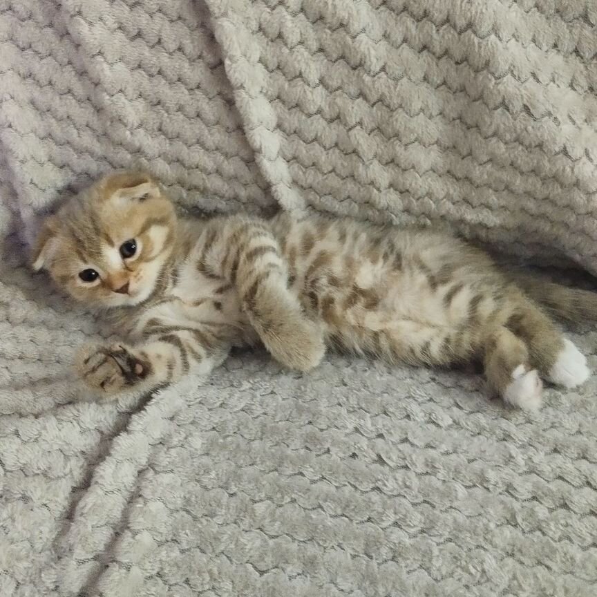 Шотландский вислоухий короткошёрстный котёнок