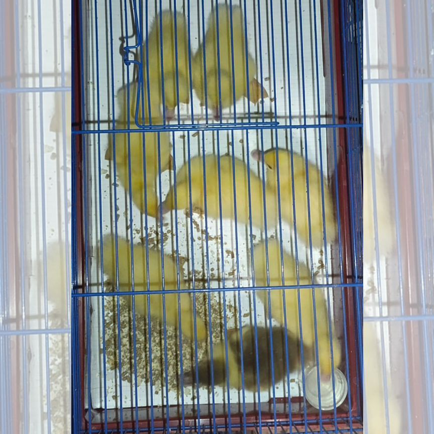 Индоутята суточные и трехнедельные