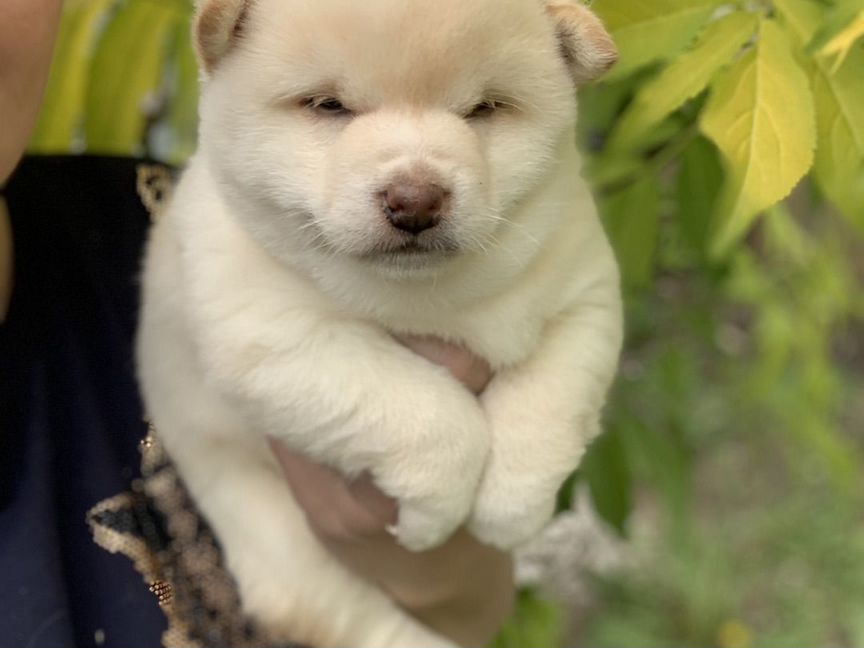 Сиба ину окраса крем