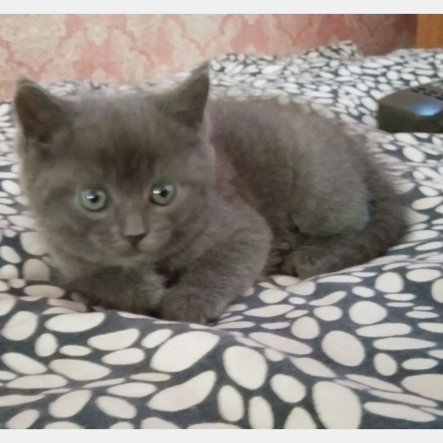Отдам котёнка в добрые руки(кошечка)