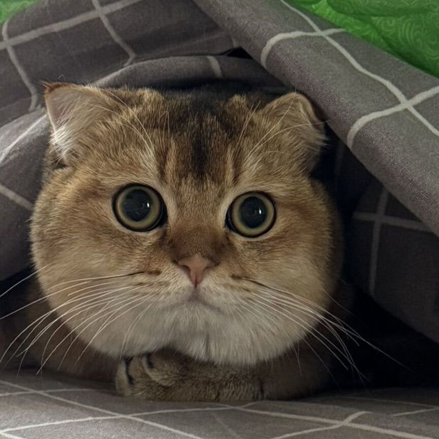 Шотландский вислоухий короткошёрстный кот, взрослый