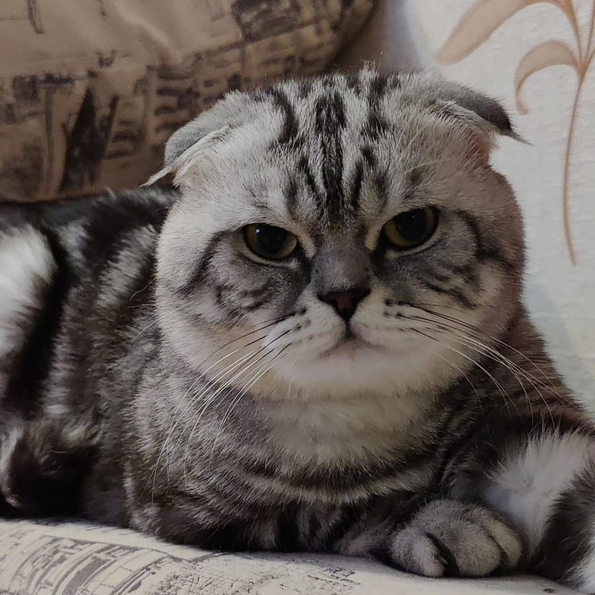 Шотландский вислоухий кот