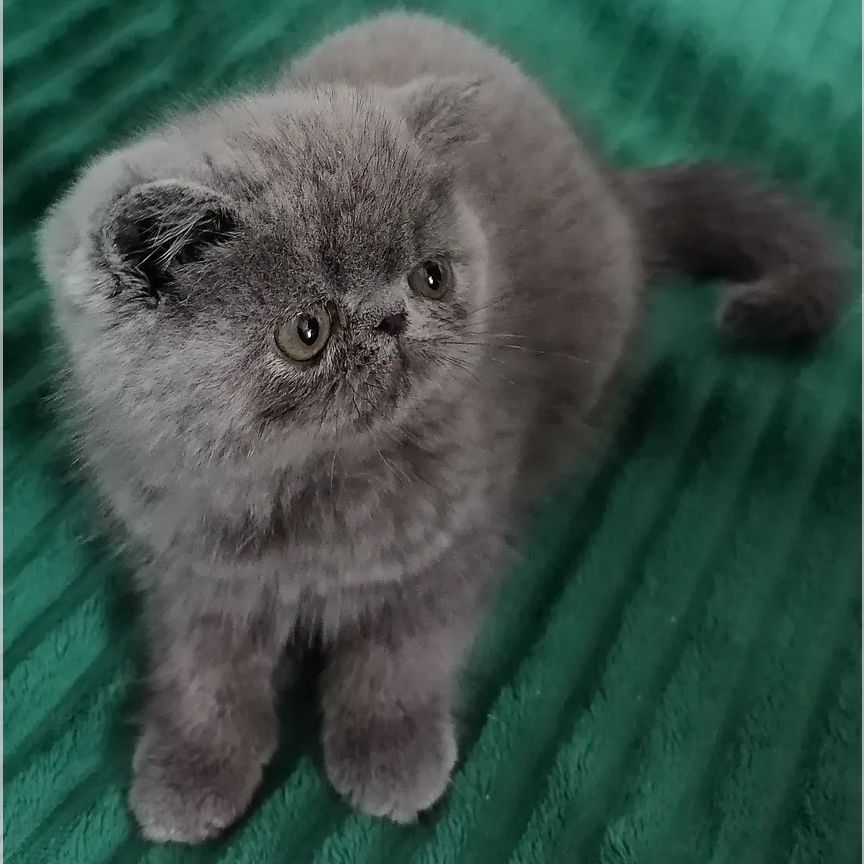Экзотический короткошёрстный котёнок