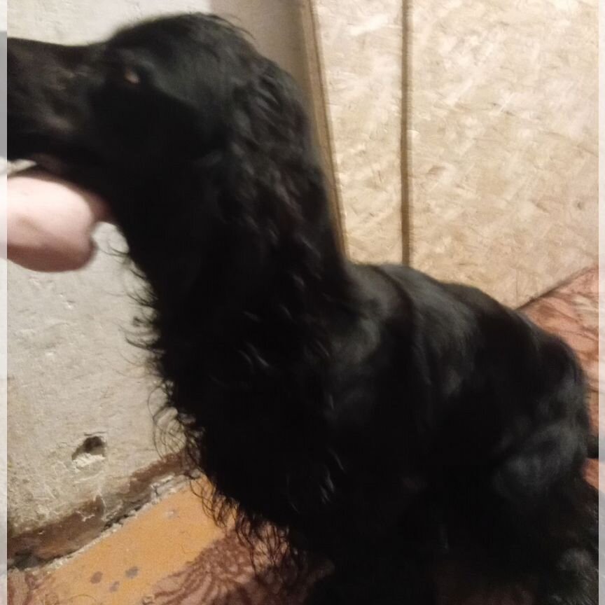 Отдам бесплатно кокер спаниель