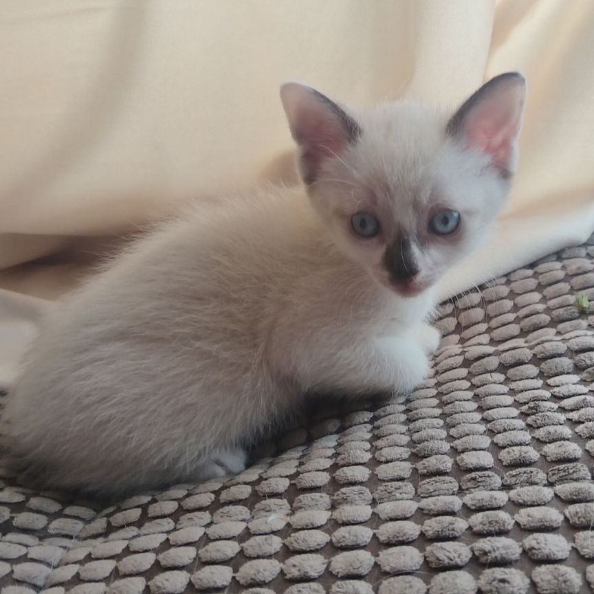Тайский котёнок