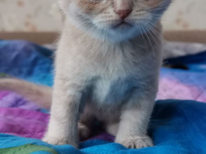 Кошечка шотландской вислоухой
