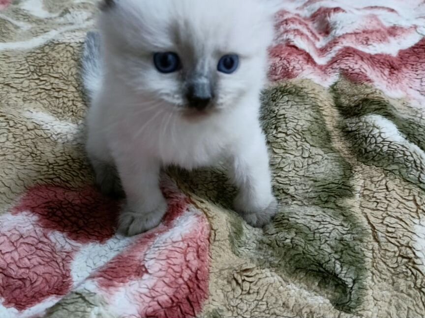 Невский маскарадный кот