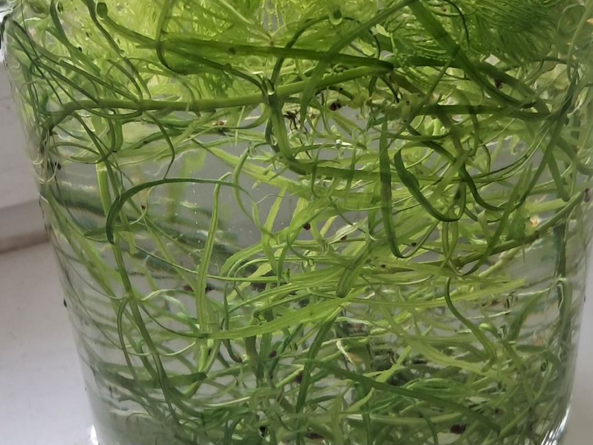 Роголистник,погостемон,улитки-катушки,грунт