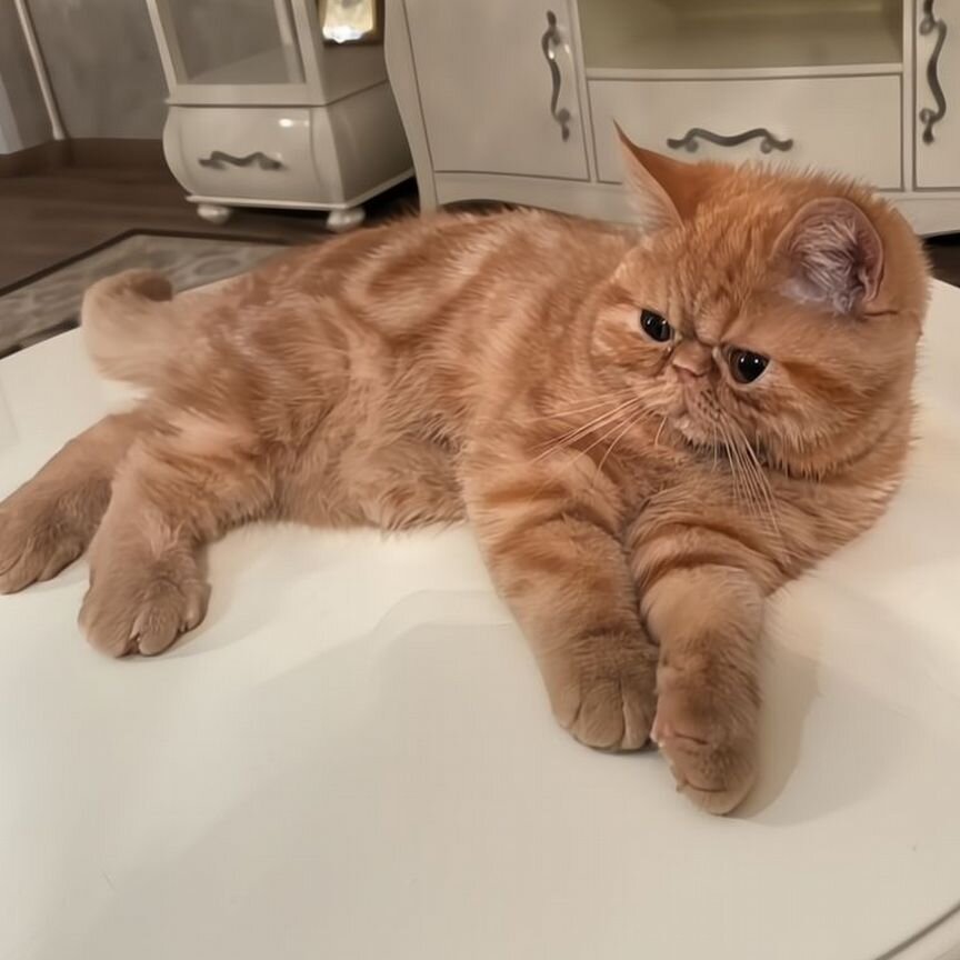 Экзотическая короткошёрстная кошка, взрослая