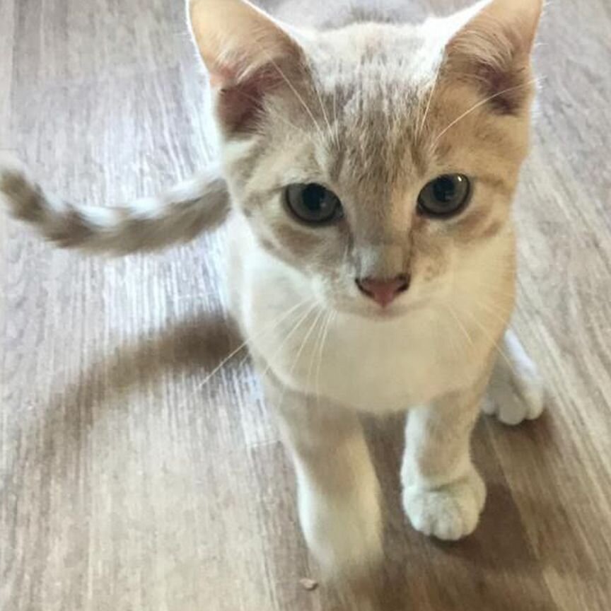 Котята бесплатно