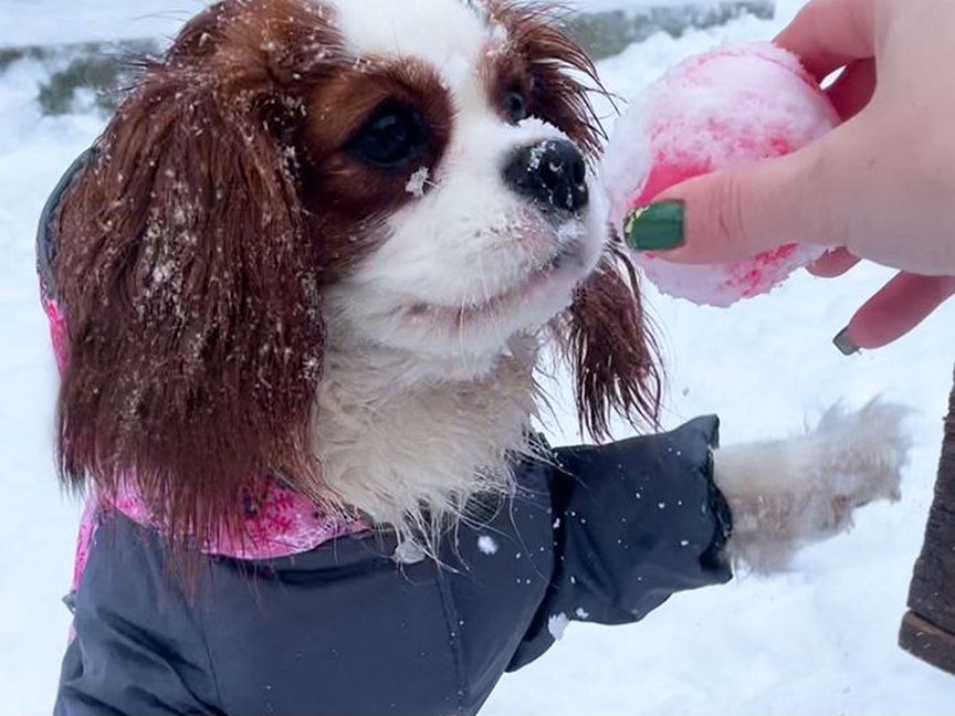 Кавалер кинг чарльз спаниель.Девочка