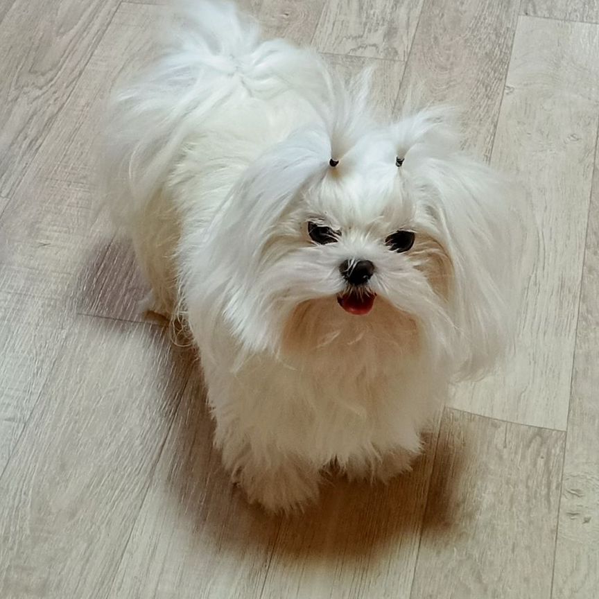 Мальтийская болонка мини