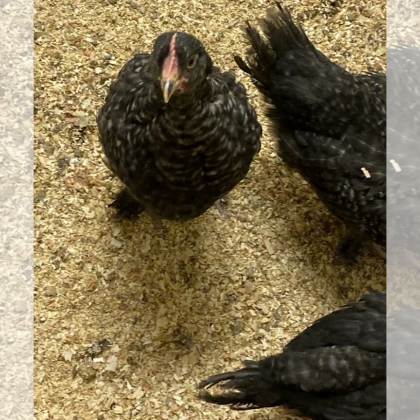 Молодые петушки