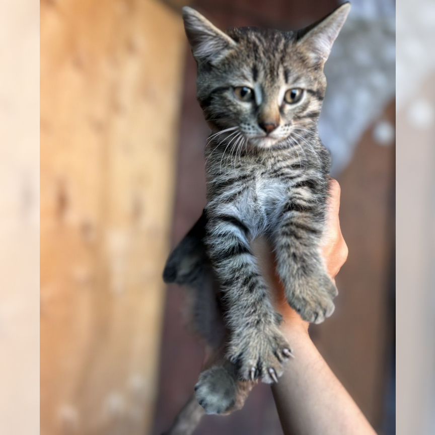 Котята в добрые руки бесплатно