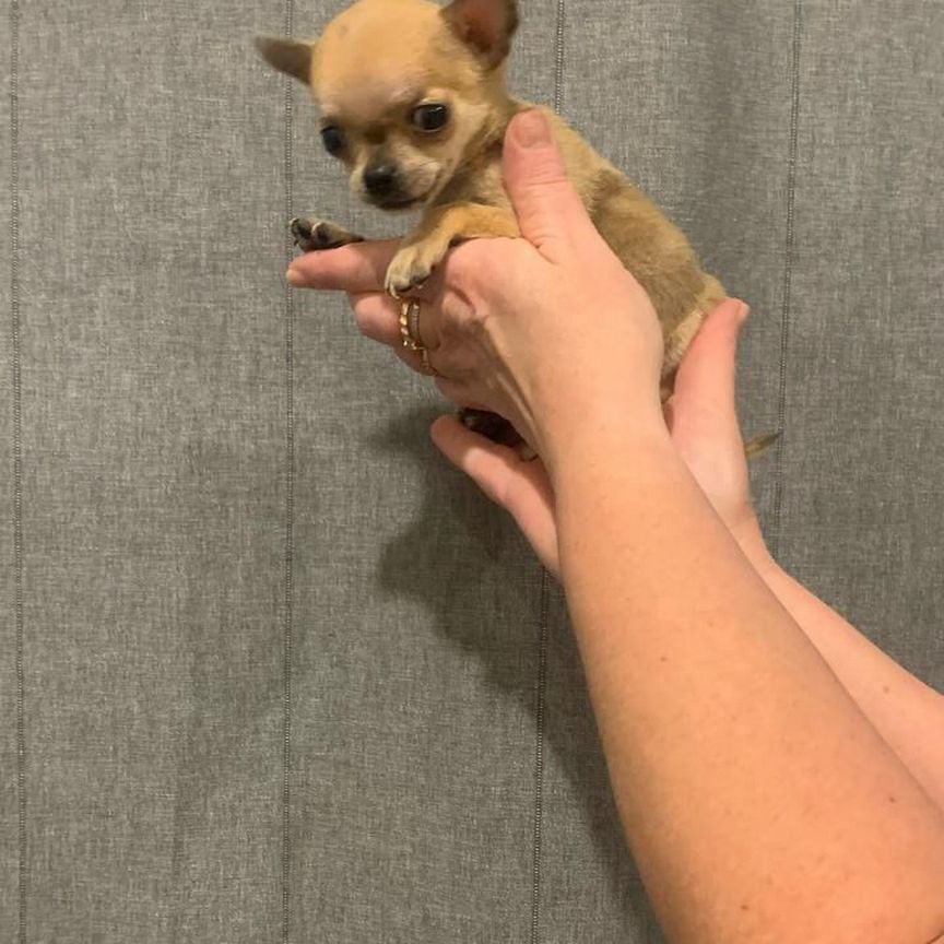 Щенки чихуахуа